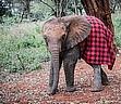 The David Sheldrick Wildlife Trust: A Haven for Elephants and Rhinos