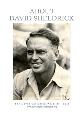 About The David Sheldrick Wildlife Trust: A Haven for Elephants and Rhinos